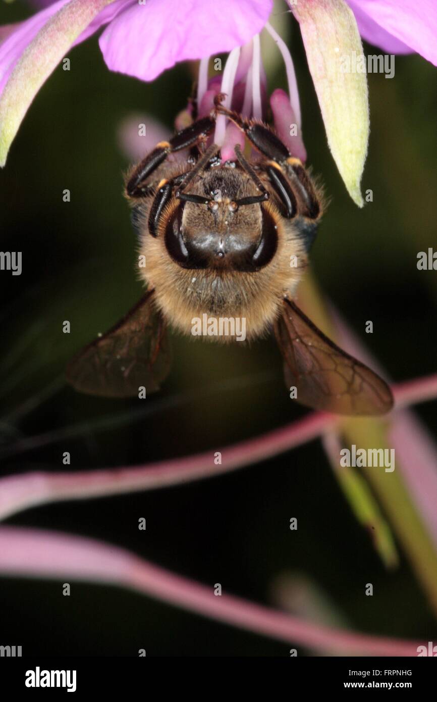 A honeybee (Apis mellifera) on the flower of forest fireweed. The honey ...