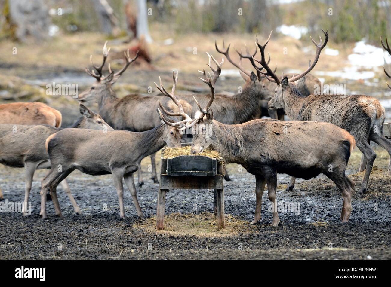 Winterfütterung rotwild hi-res stock photography and images - Alamy