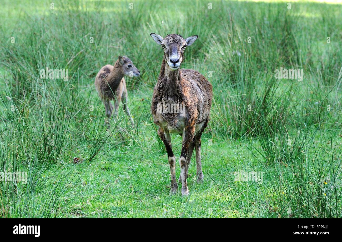 Mufflon ovis ammon musimon hi-res stock photography and images - Alamy