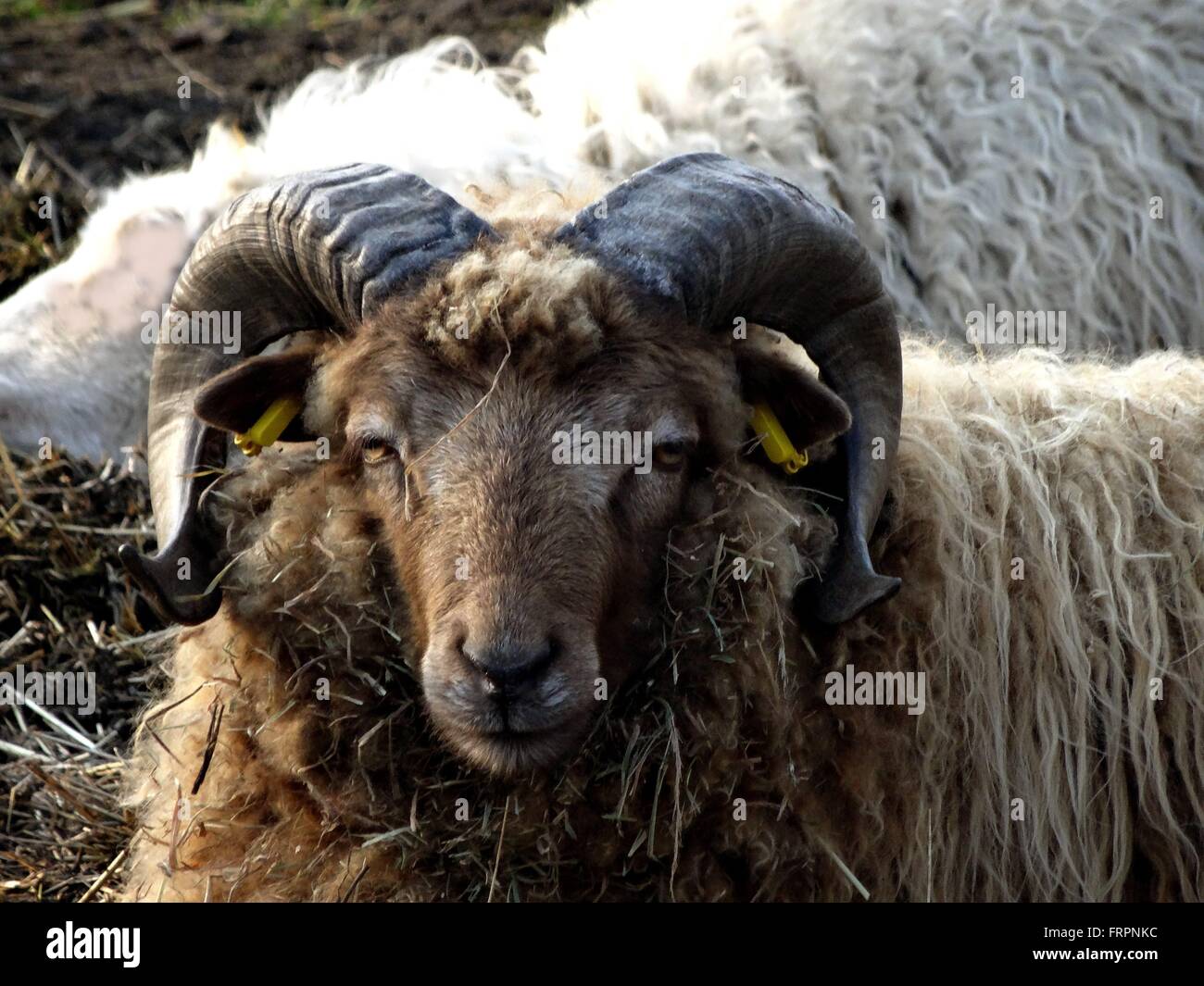 Skudde sheep ovis ammon f aries hi-res stock photography and images - Alamy