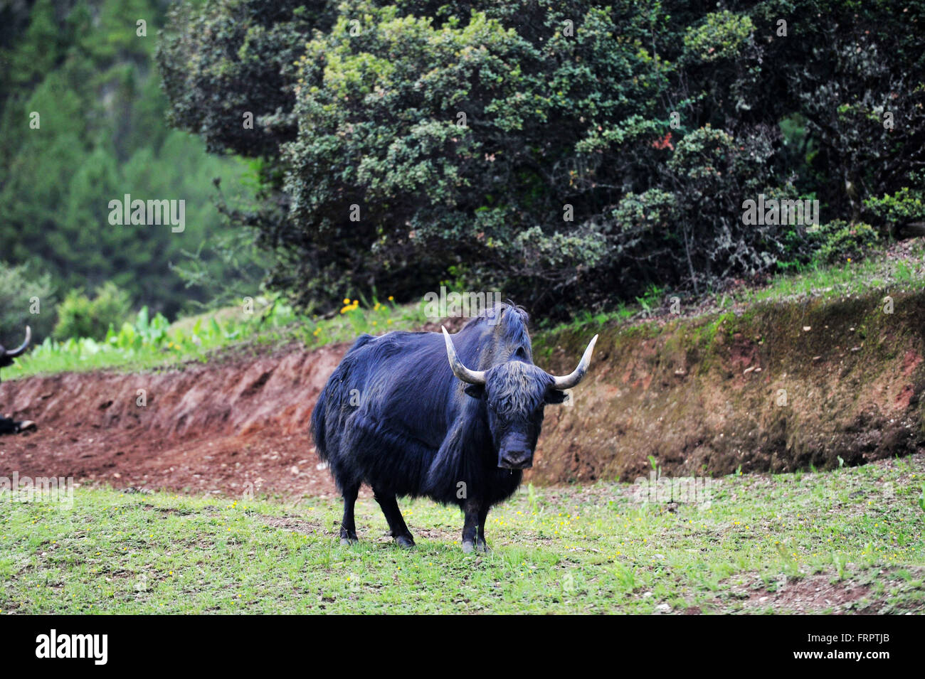 Diqing, China. 24th July, 2015. Many people get to know Shangri-La ...