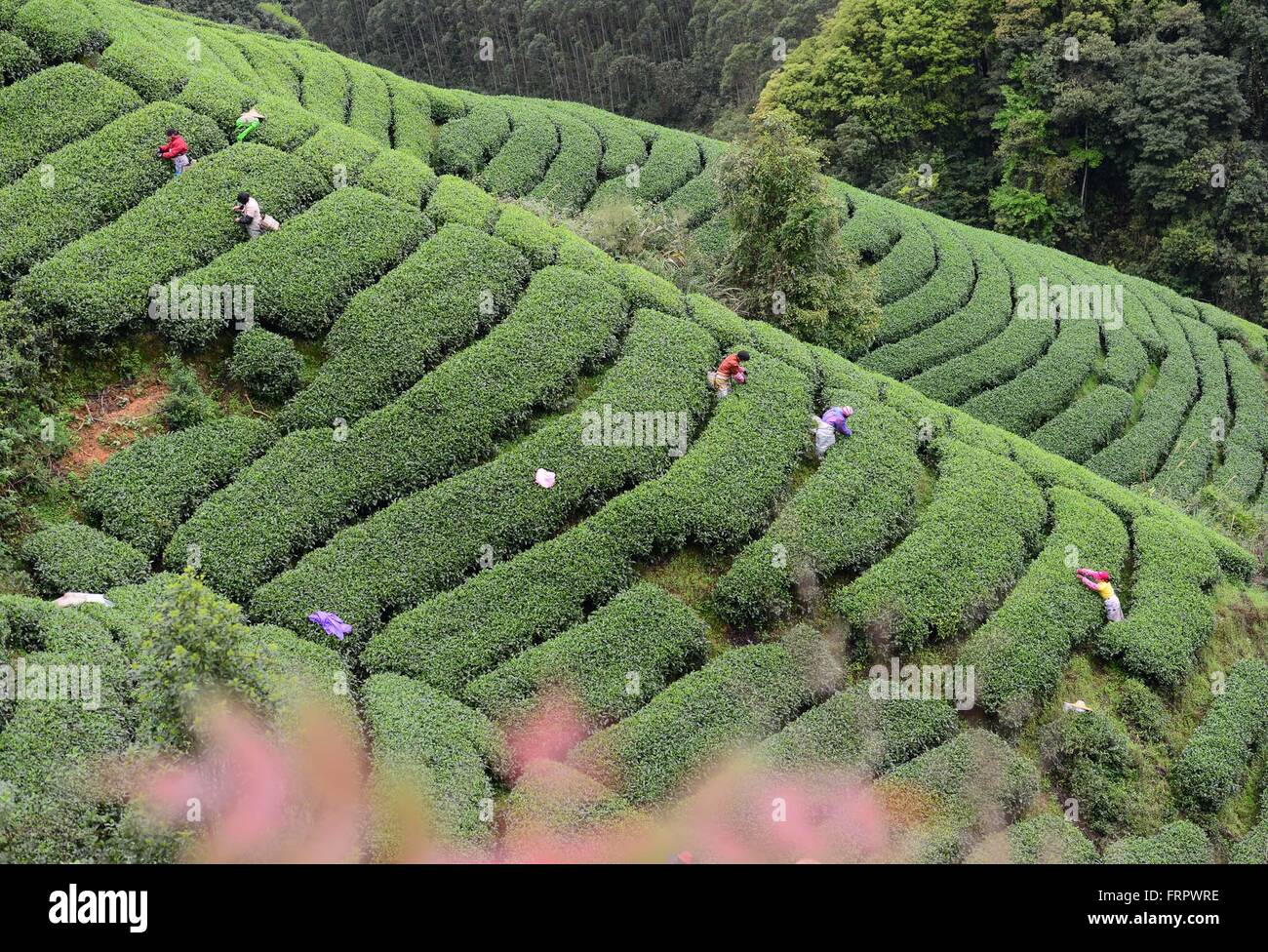 Zhaoping, China's Guangxi Zhuang Autonomous Region. 23rd Mar, 2016. Tea ...