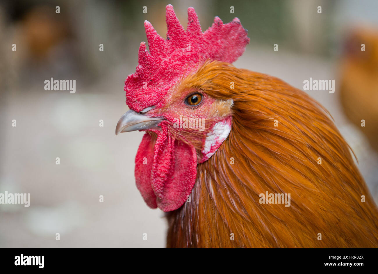 Hanover, Germany. 23rd Mar, 2016. A Ramelsloh chicken pictured at the ...
