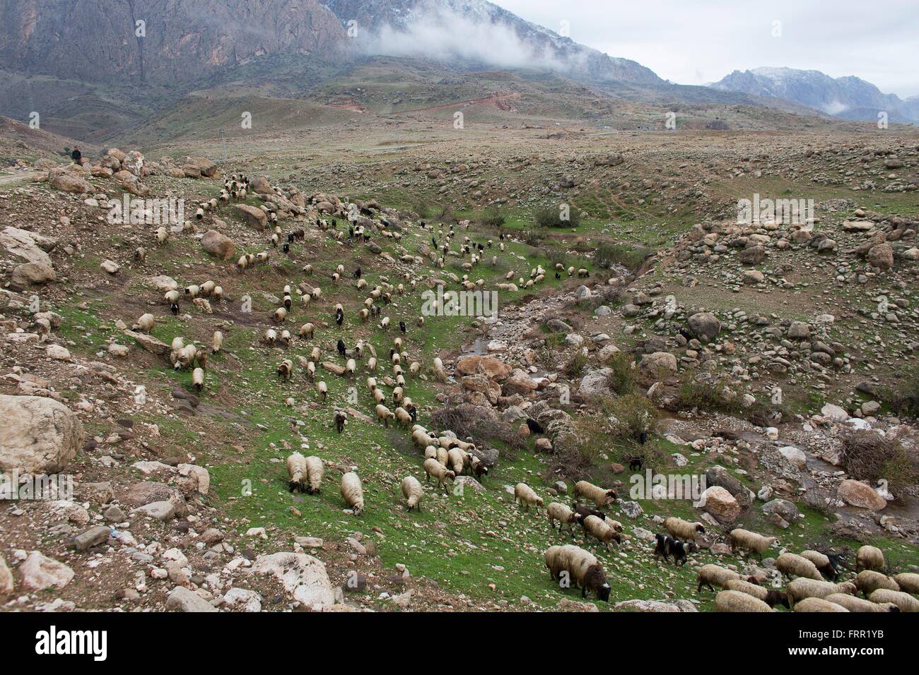sheep shepherd in Northern Iraq Stock Photo - Alamy