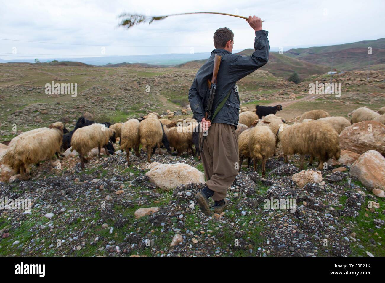sheep shepherd in Northern Iraq Stock Photo - Alamy