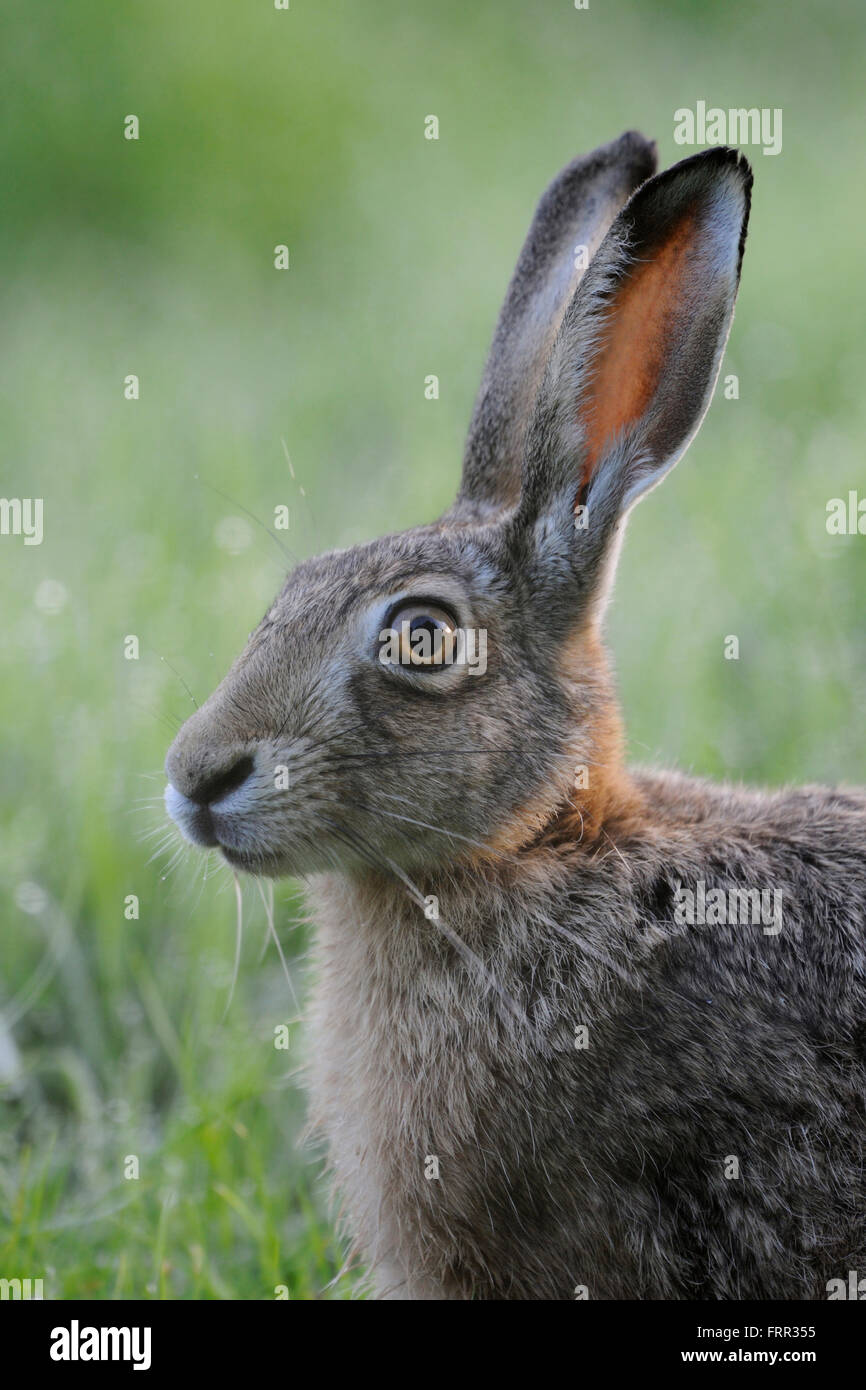 Brown Hare / European Hare / Feldhase ( Lepus europaeus ), sitting in ...