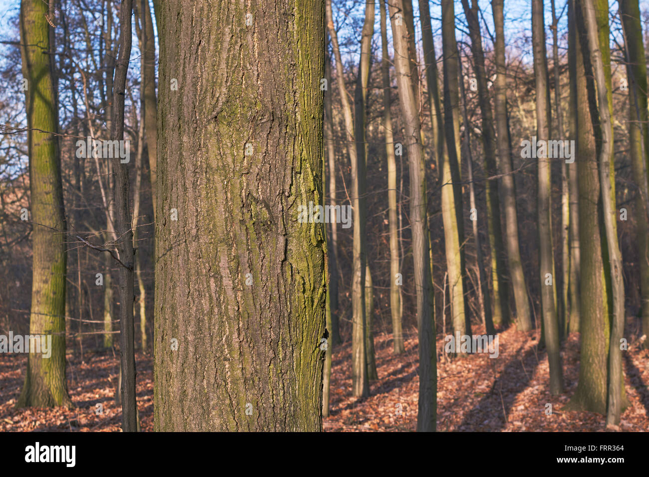 The bark on a tree trunk in a forest in autumn in Poland Stock Photo ...