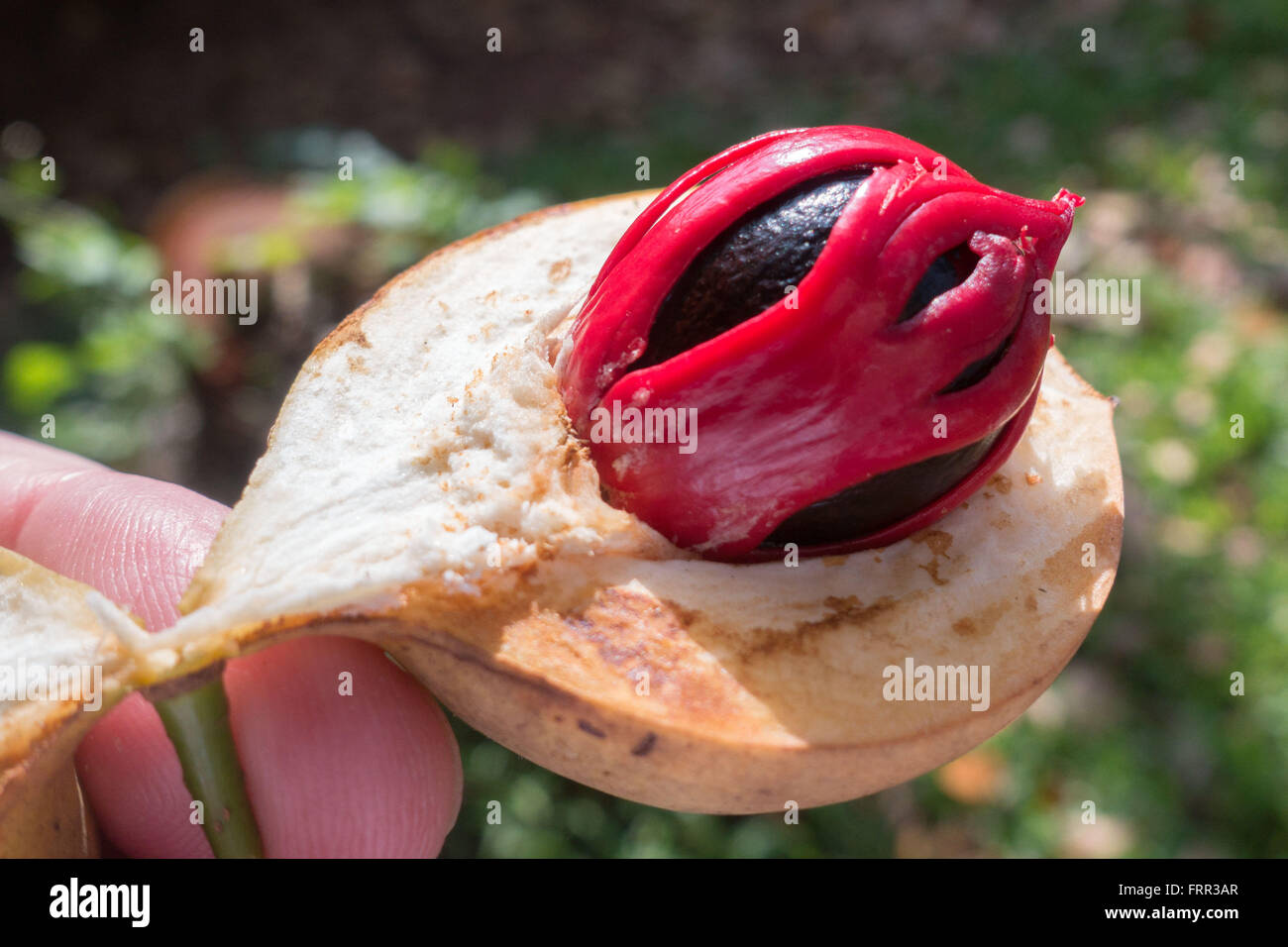 Mace (red) and nutmeg inside (Achillea ageratum) from the myristica ...