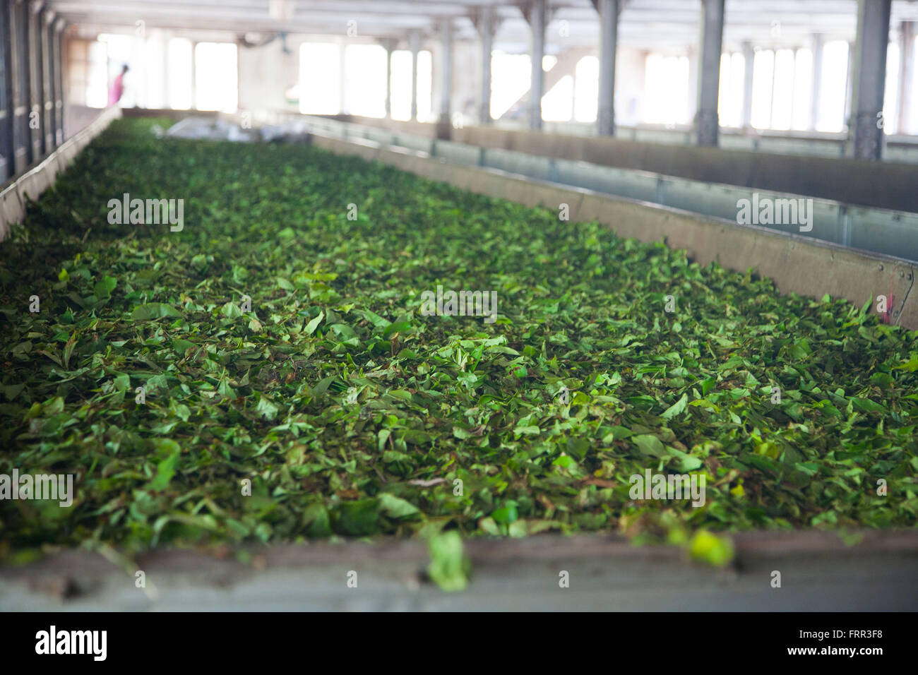 Plucked tea leaves in the process of withering (drying) in a tea ...