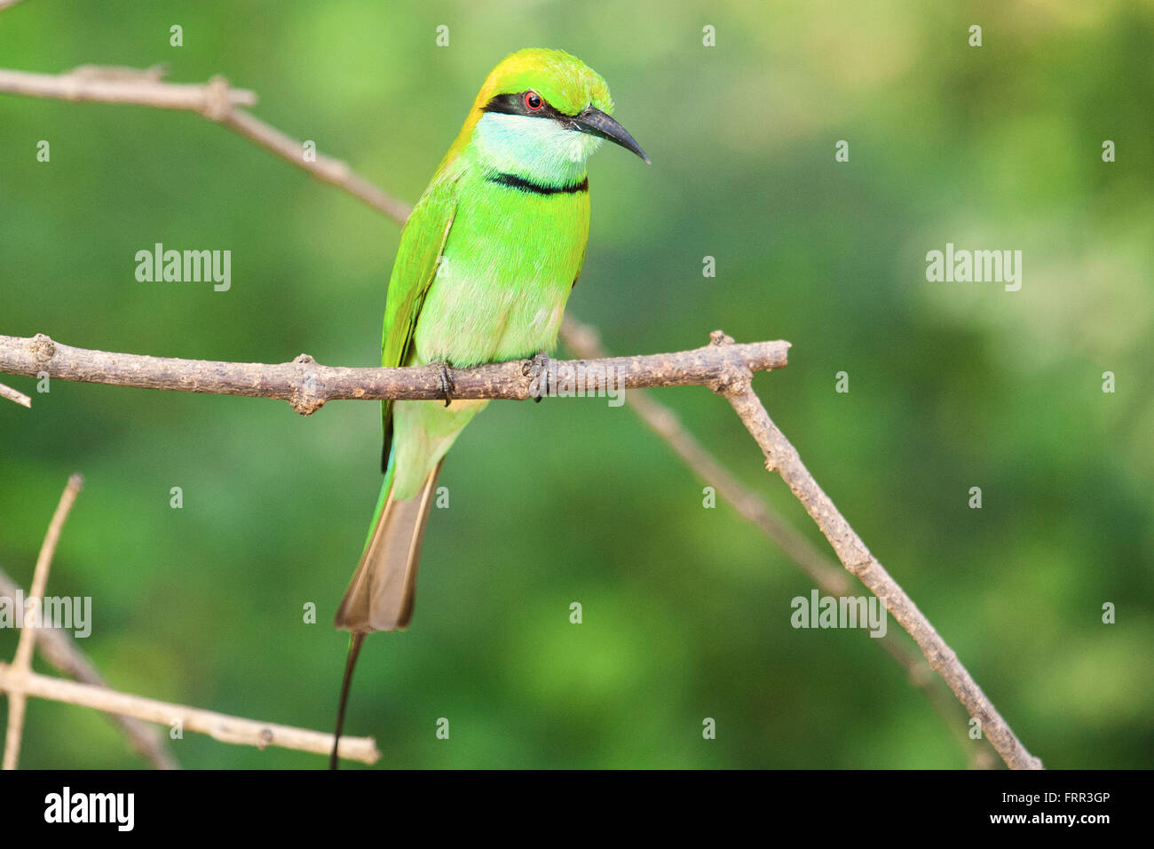 Emerald green bee hi-res stock photography and images - Alamy
