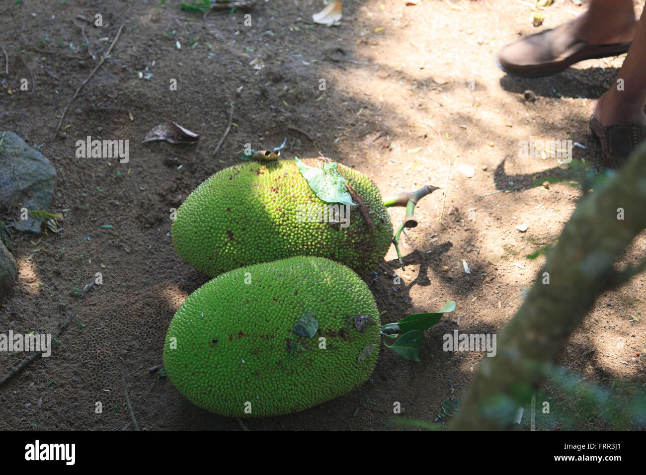 Jackfruit or Jakfruit (Artocarpus heterophyllus), the world's largest ...