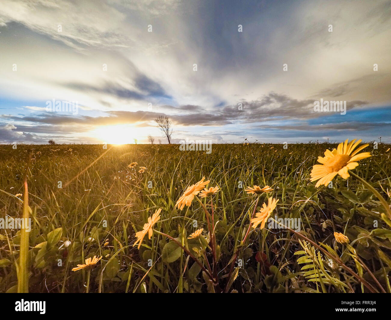 Flowering yellow daisy flowers on a background sunset Stock Photo - Alamy