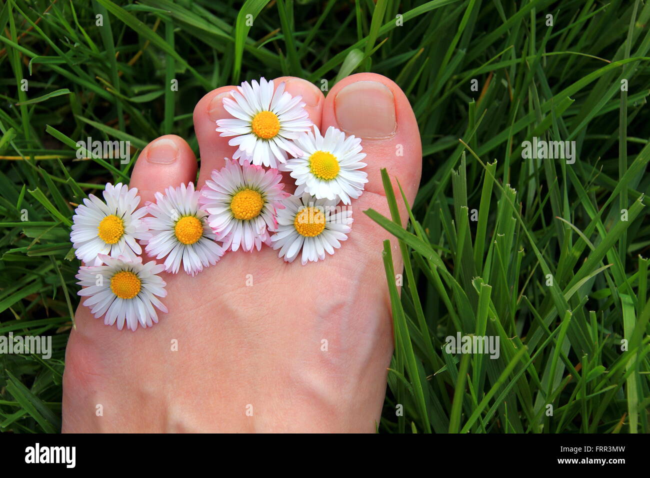Daisies between the toes Stock Photo - Alamy