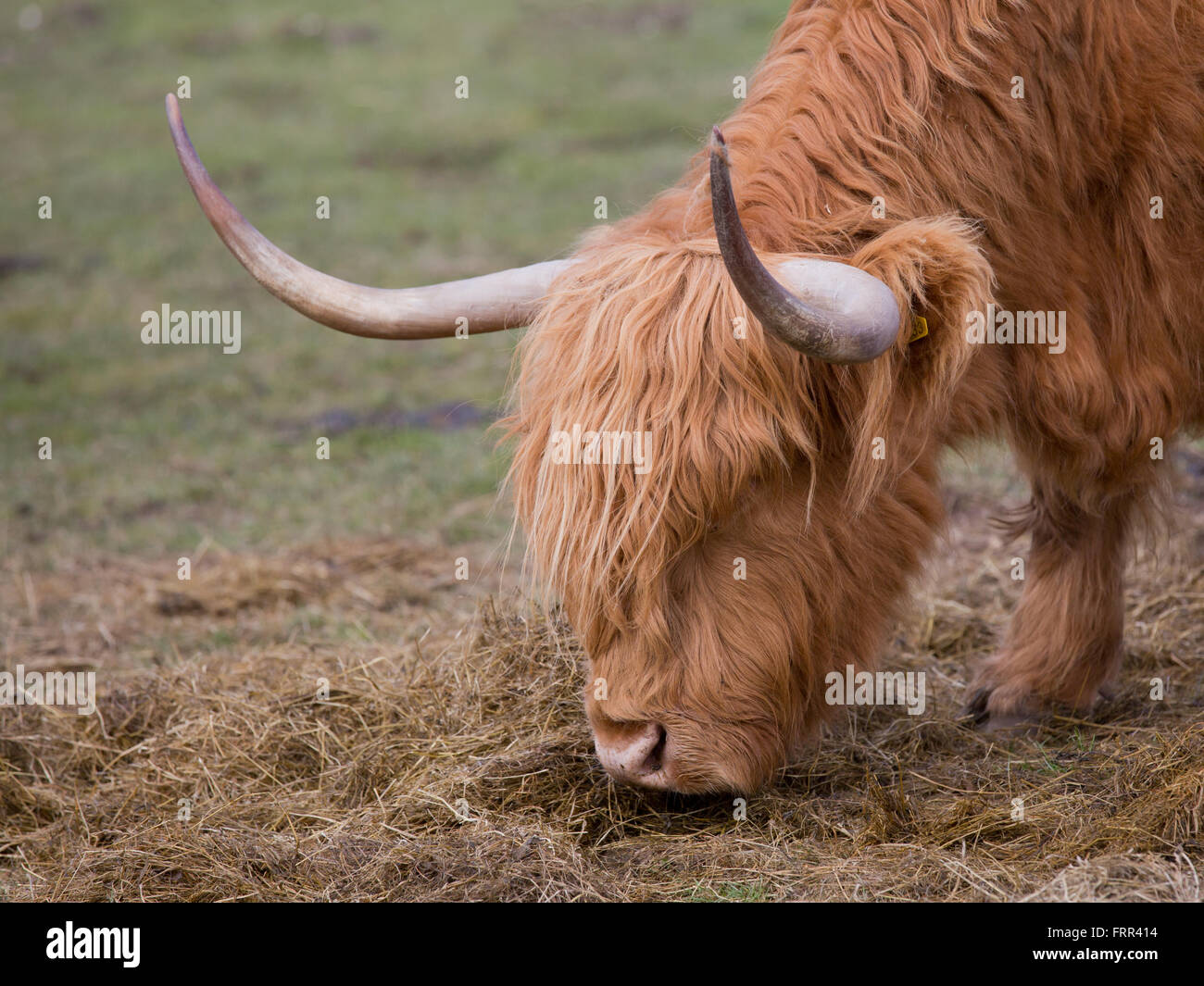 Highland cows hi-res stock photography and images - Alamy
