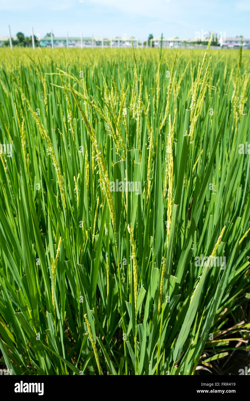 Rice seedling field in Thailand Stock Photo - Alamy