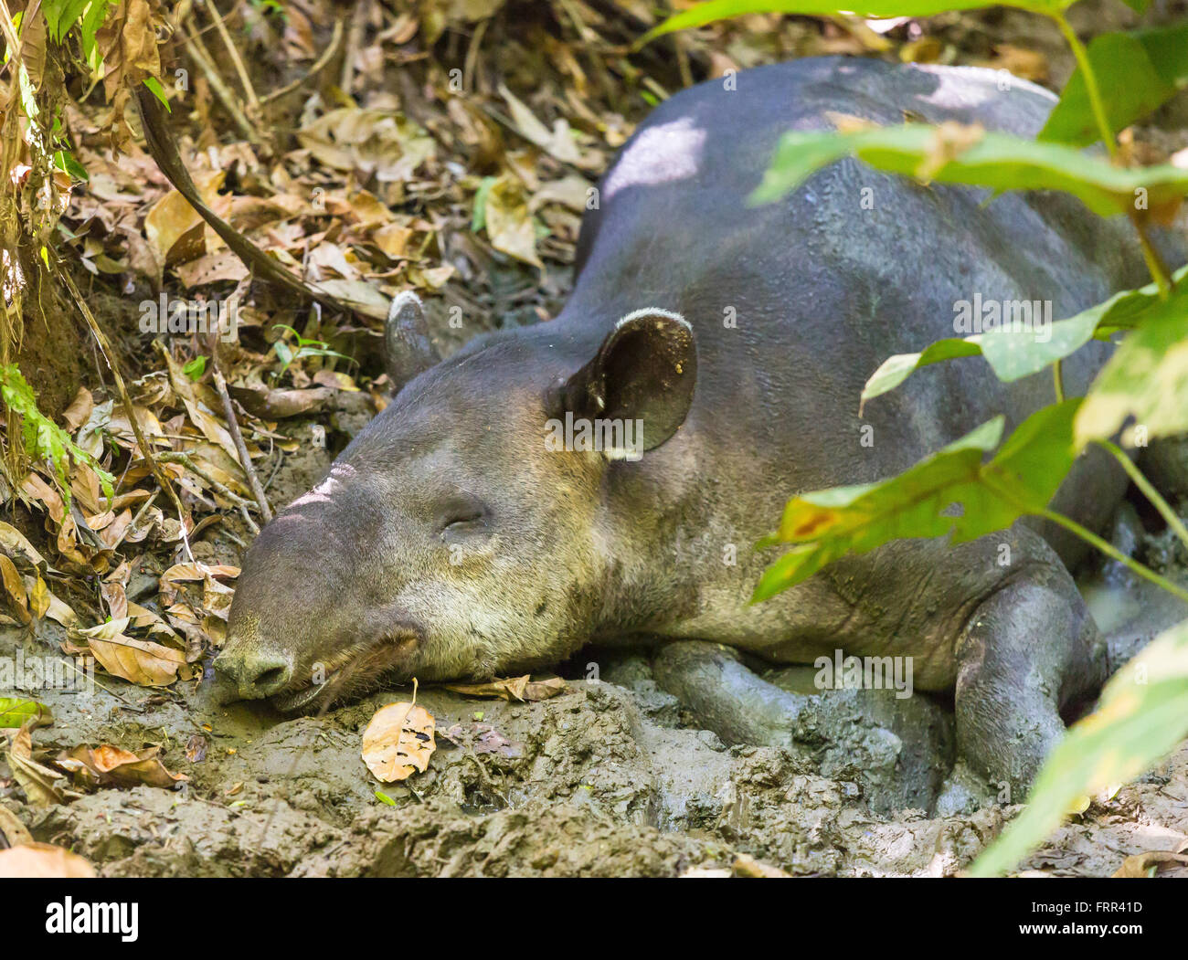 Tapir hi-res stock photography and images - Alamy