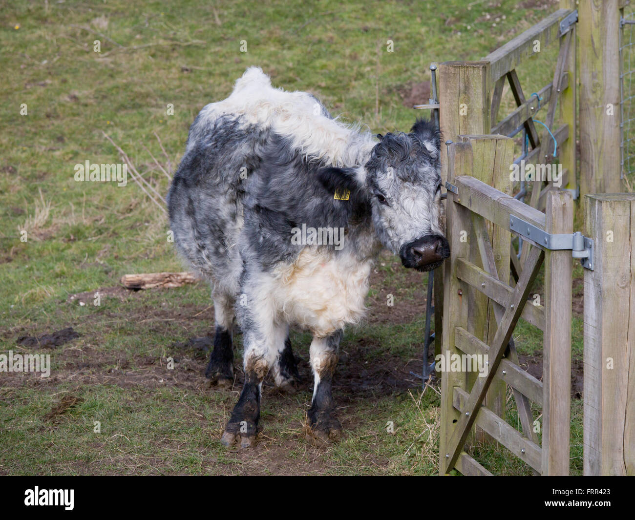Grey and white marled cow scratching on a post Stock Photo - Alamy