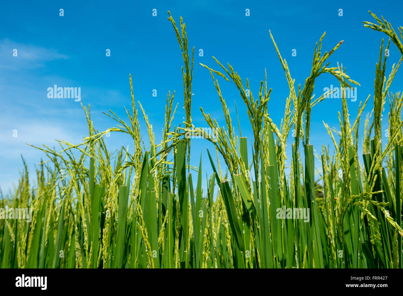 Rice seedling field in Thailand Stock Photo - Alamy