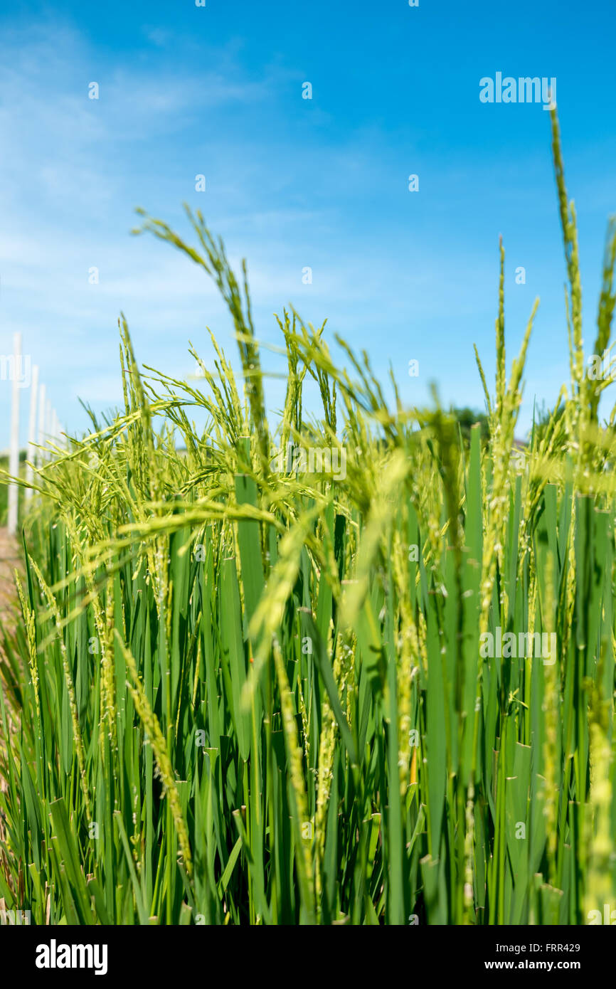 Rice seedling field in Thailand Stock Photo - Alamy