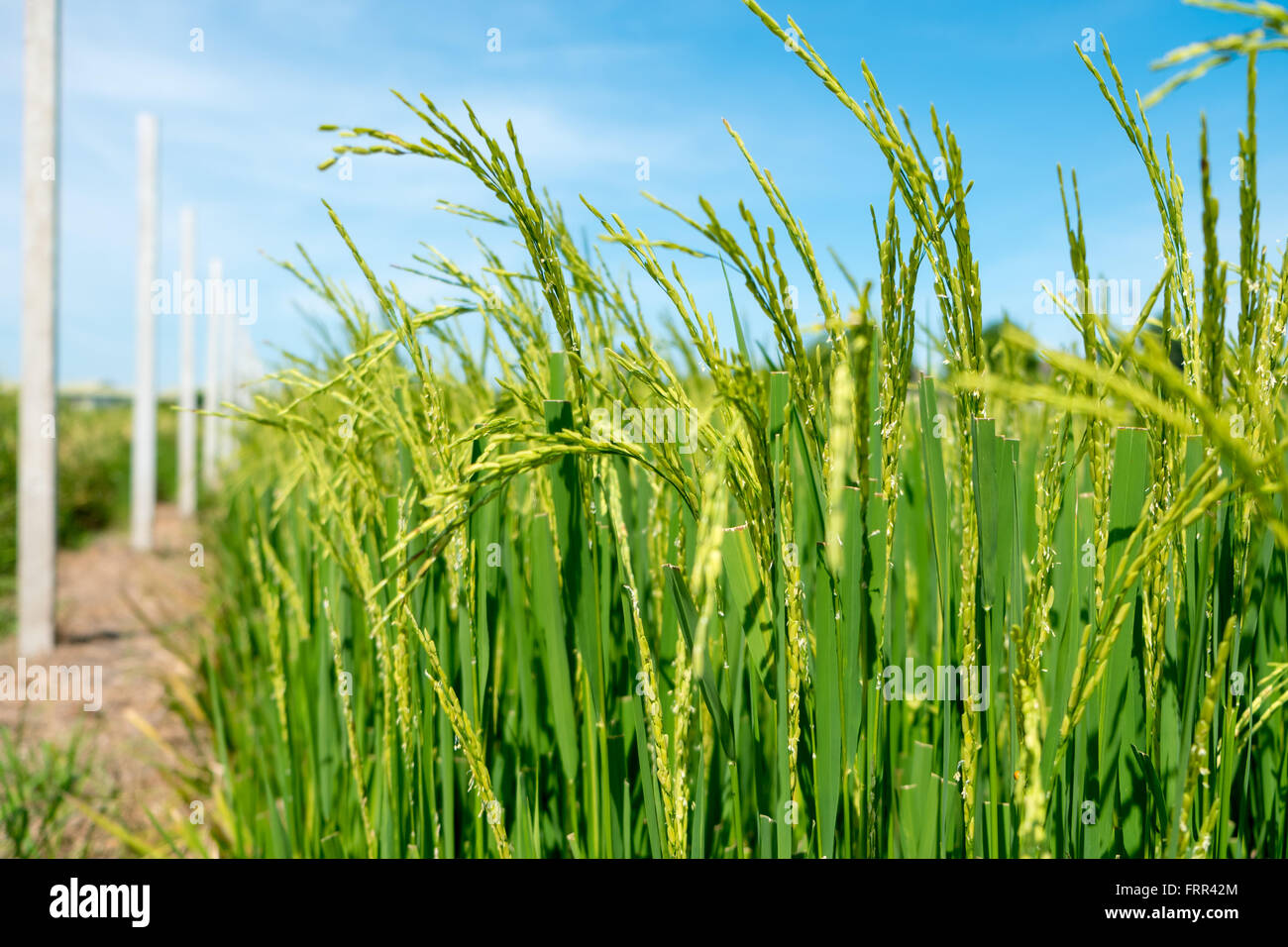 Rice seedling field in Thailand Stock Photo - Alamy