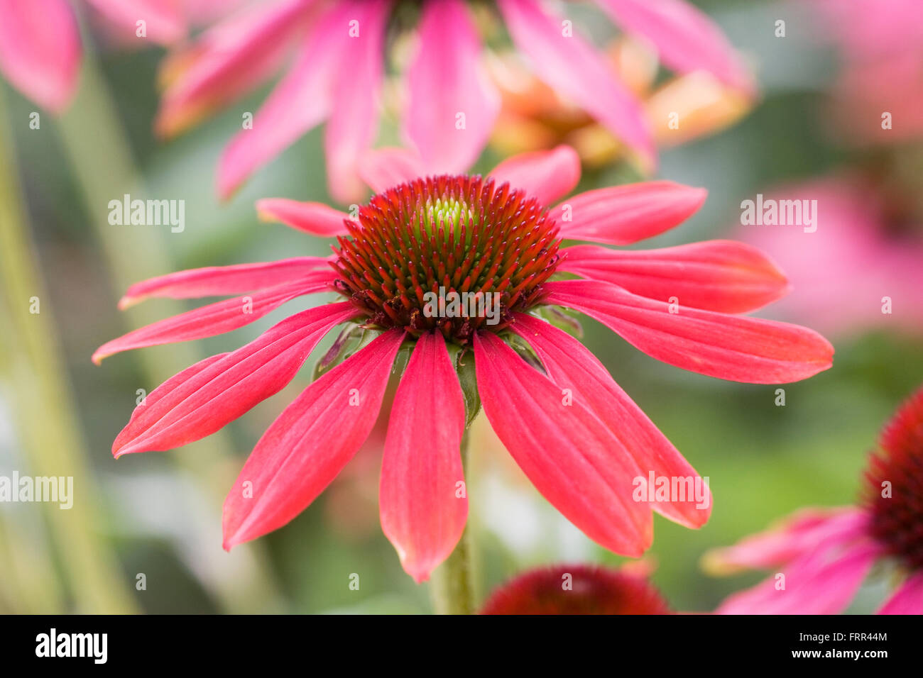 Echinacea flowers. Coneflower in an herbaceous border Stock Photo - Alamy