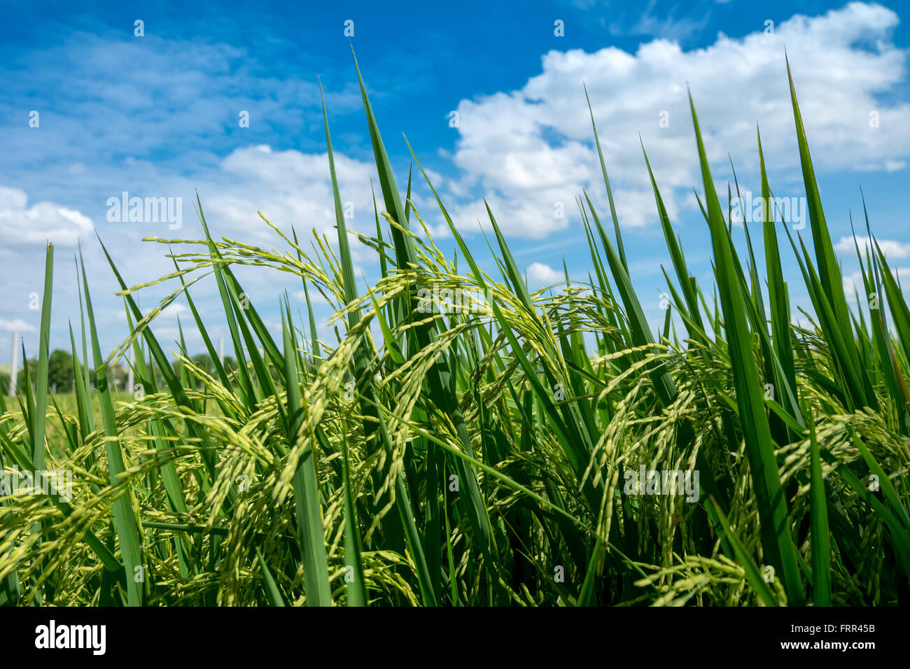 Rice seedling field in Thailand Stock Photo - Alamy