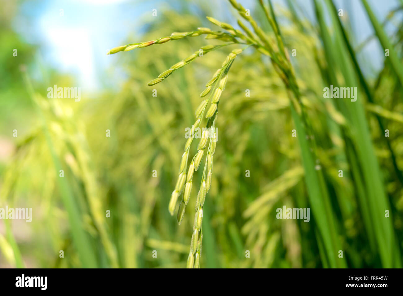 Rice seedling field in Thailand Stock Photo - Alamy