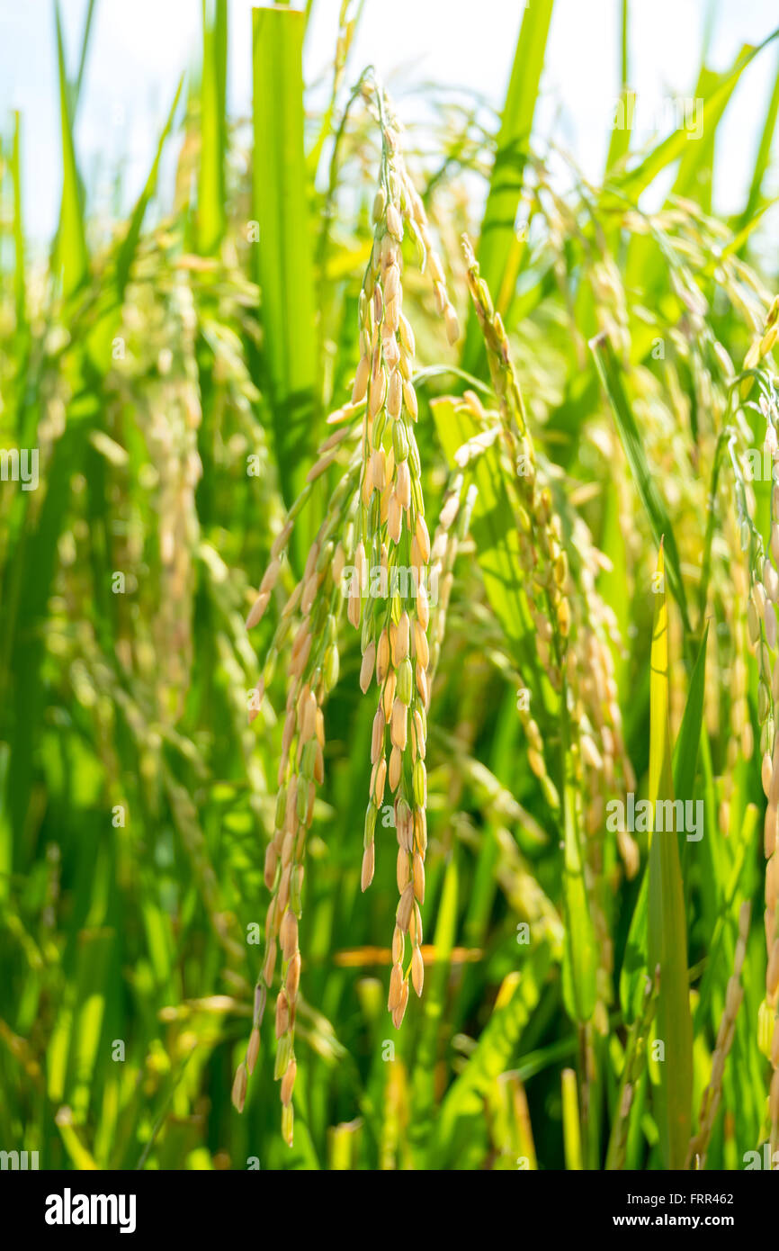 Seedling and farm crop field hi-res stock photography and images - Alamy