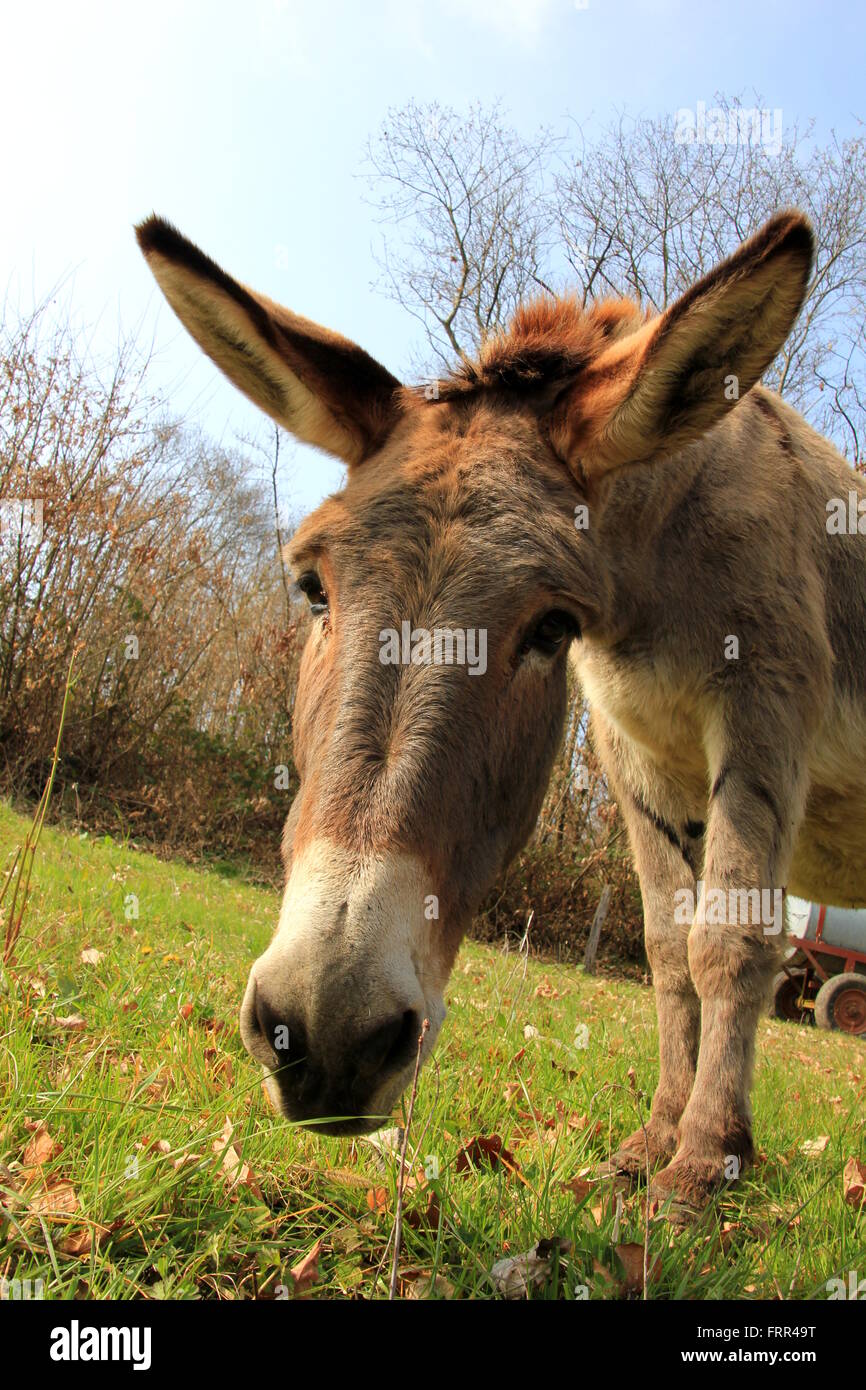 Donkey head hi-res stock photography and images - Alamy