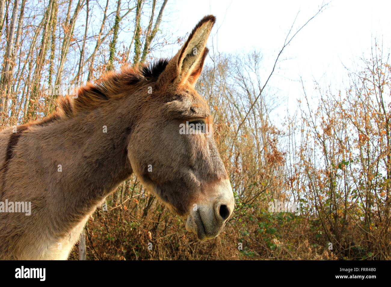 Donkey head hi-res stock photography and images - Alamy