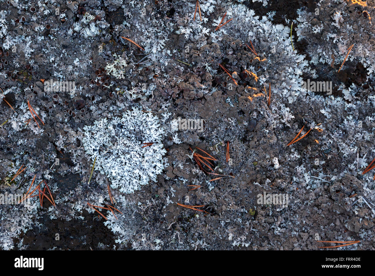 Nature and material hi-res stock photography and images - Alamy