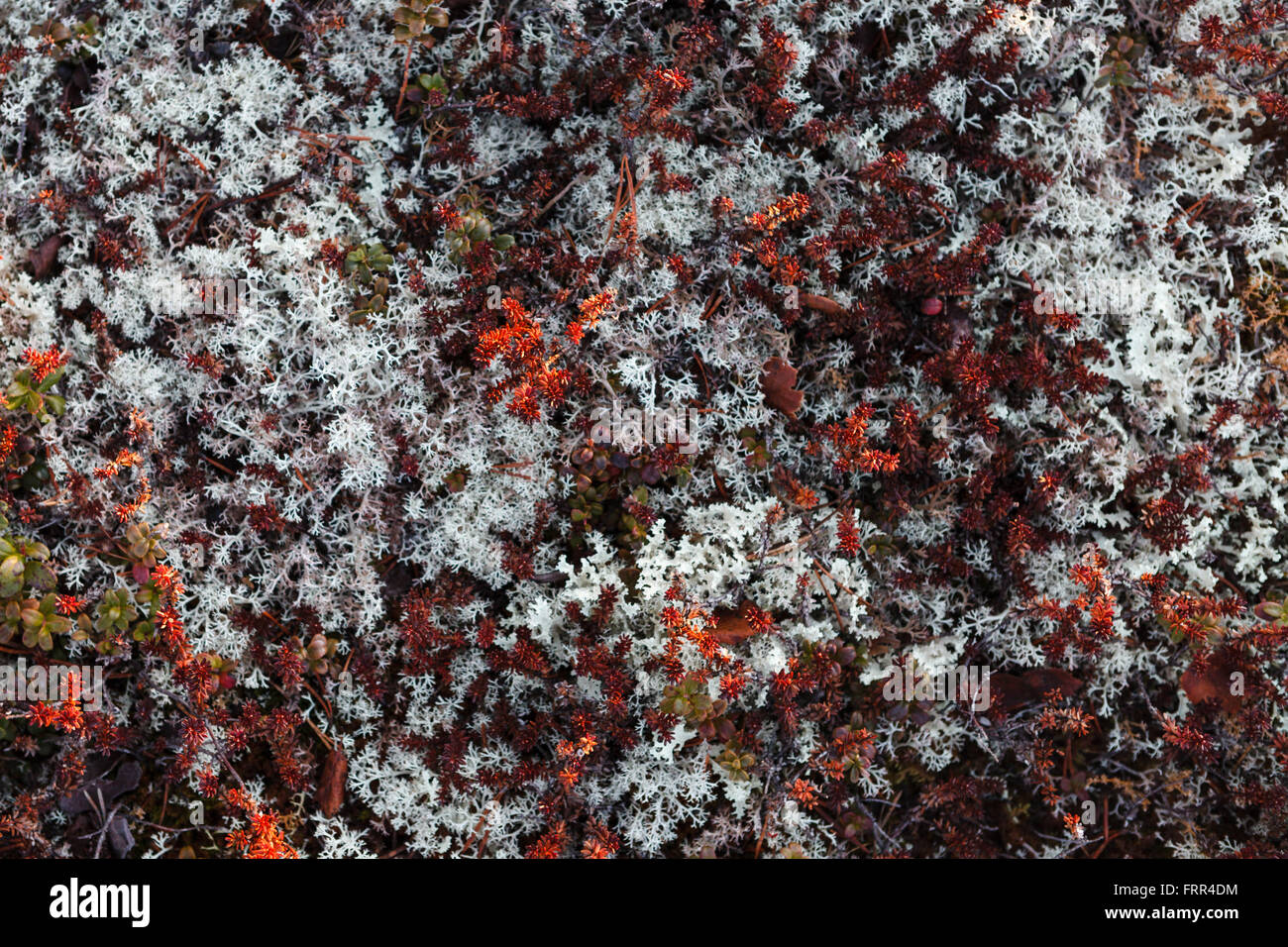 Lichen stain hi-res stock photography and images - Alamy
