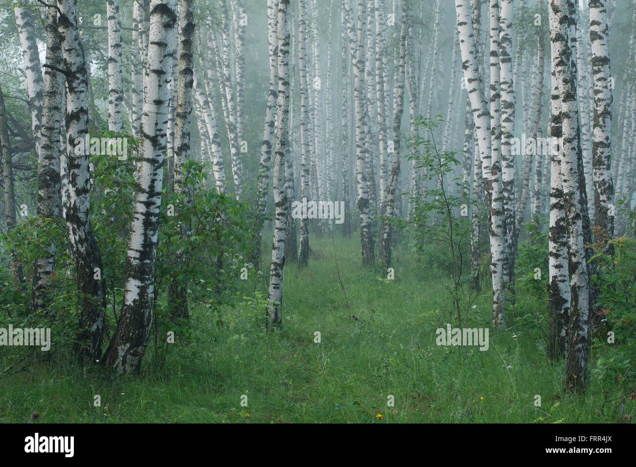 Cold summer morning hi-res stock photography and images - Alamy