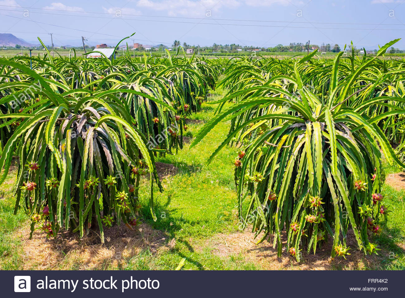 White Fleshed Pitahaya High Resolution Stock Photography and Images - Alamy