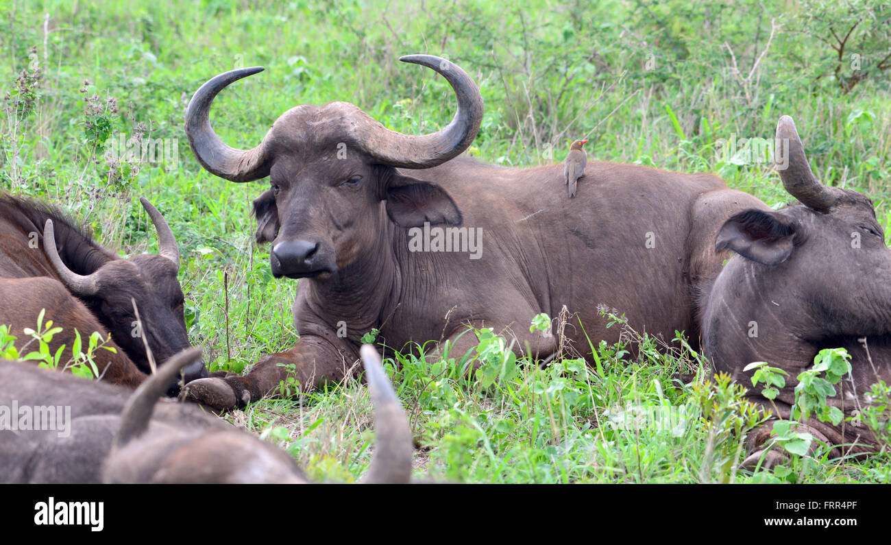 Tick eating bird hi-res stock photography and images - Alamy