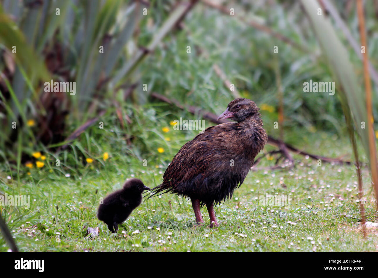 Weka hi-res stock photography and images - Alamy