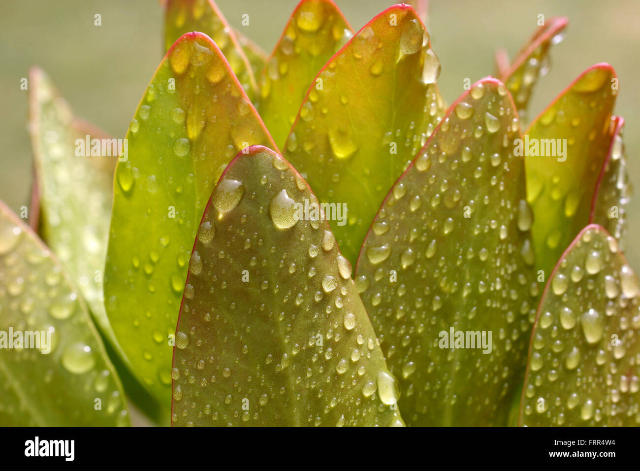 Water drops at plant after rain near Cape Foulwind, Region West Coast ...