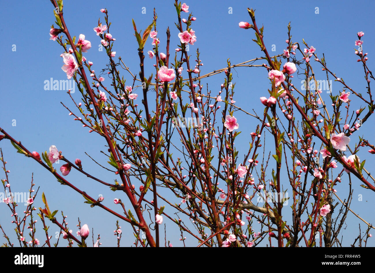 Italy, Po delta. A flowering peach tree Stock Photo - Alamy
