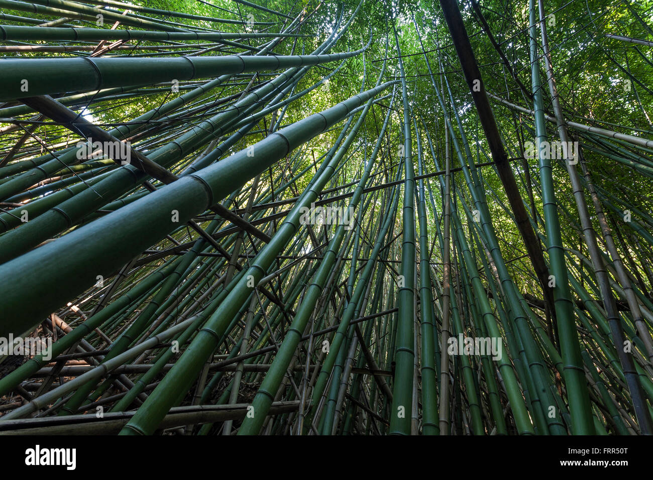 Horizontal bamboo hi-res stock photography and images - Alamy