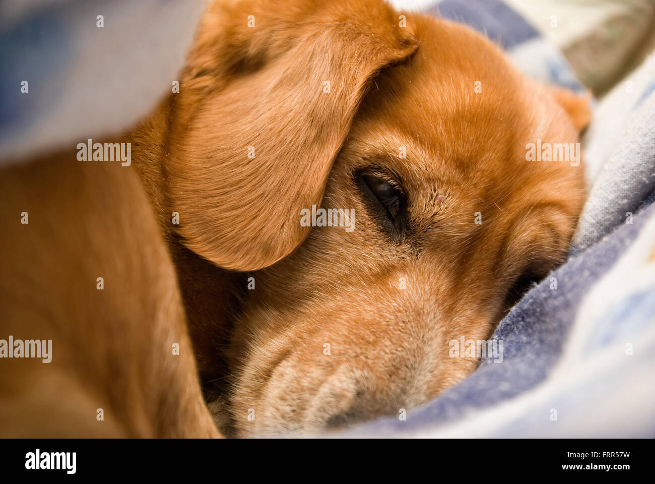 Dog sheets hi-res stock photography and images - Alamy
