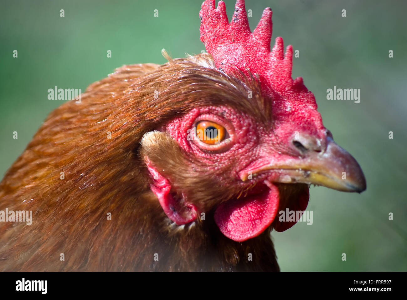 Hen Peck Close-up Stock Photo - Alamy