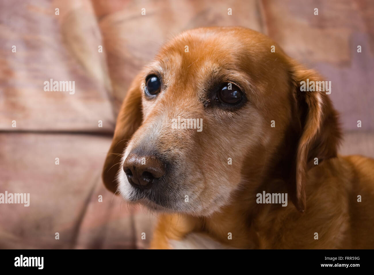 Confused sad gloomy cute hi-res stock photography and images - Alamy