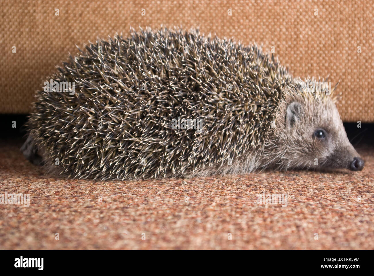 hedgehog walking indoors Stock Photo - Alamy