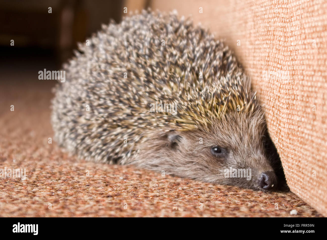hedgehog walking indoors closeup Stock Photo - Alamy