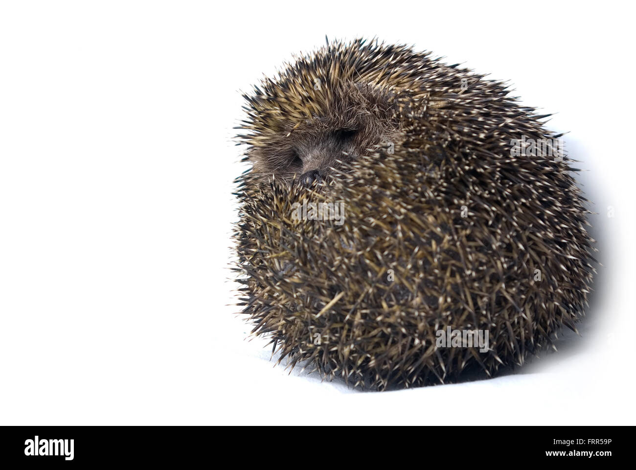 hedgehod (Erinaceidae) isolated on white background in the studio Stock ...