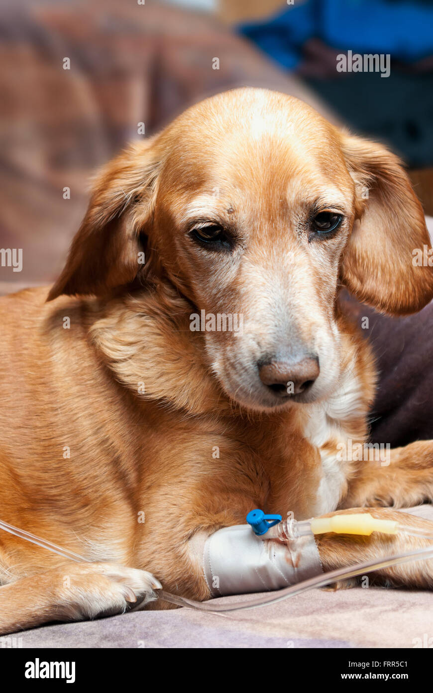 dog lying on bed with cannula in vein taking infusion Stock Photo - Alamy