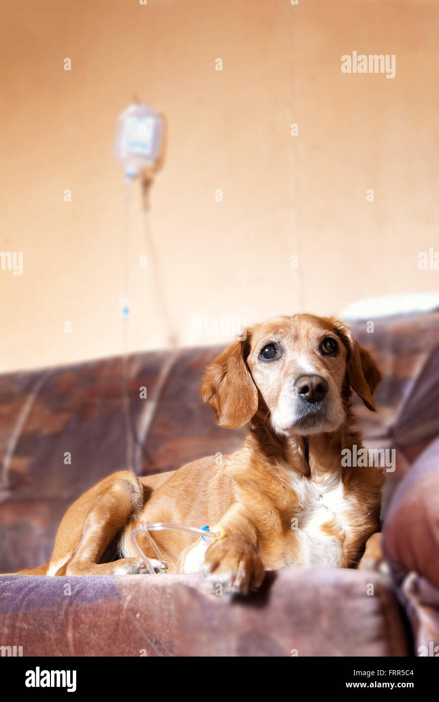 dog lying on bed with cannula in vein taking infusion Stock Photo - Alamy