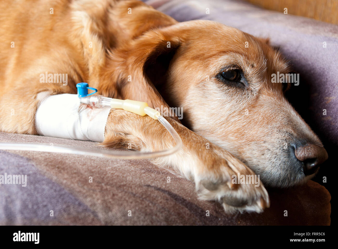 dog lying on bed with cannula in vein taking infusion Stock Photo - Alamy
