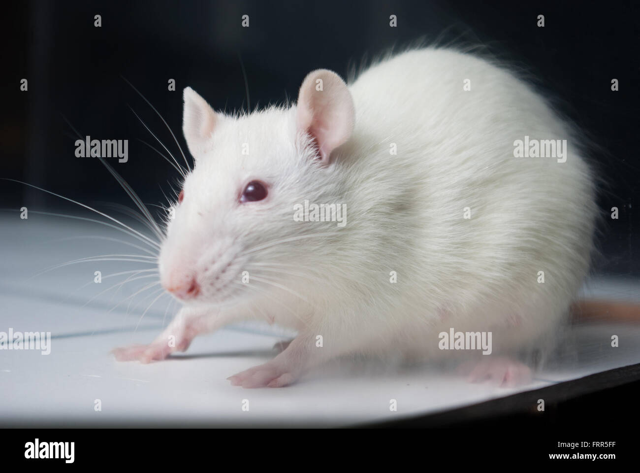 white (albino) laboratory rat on board during experiment Stock Photo ...