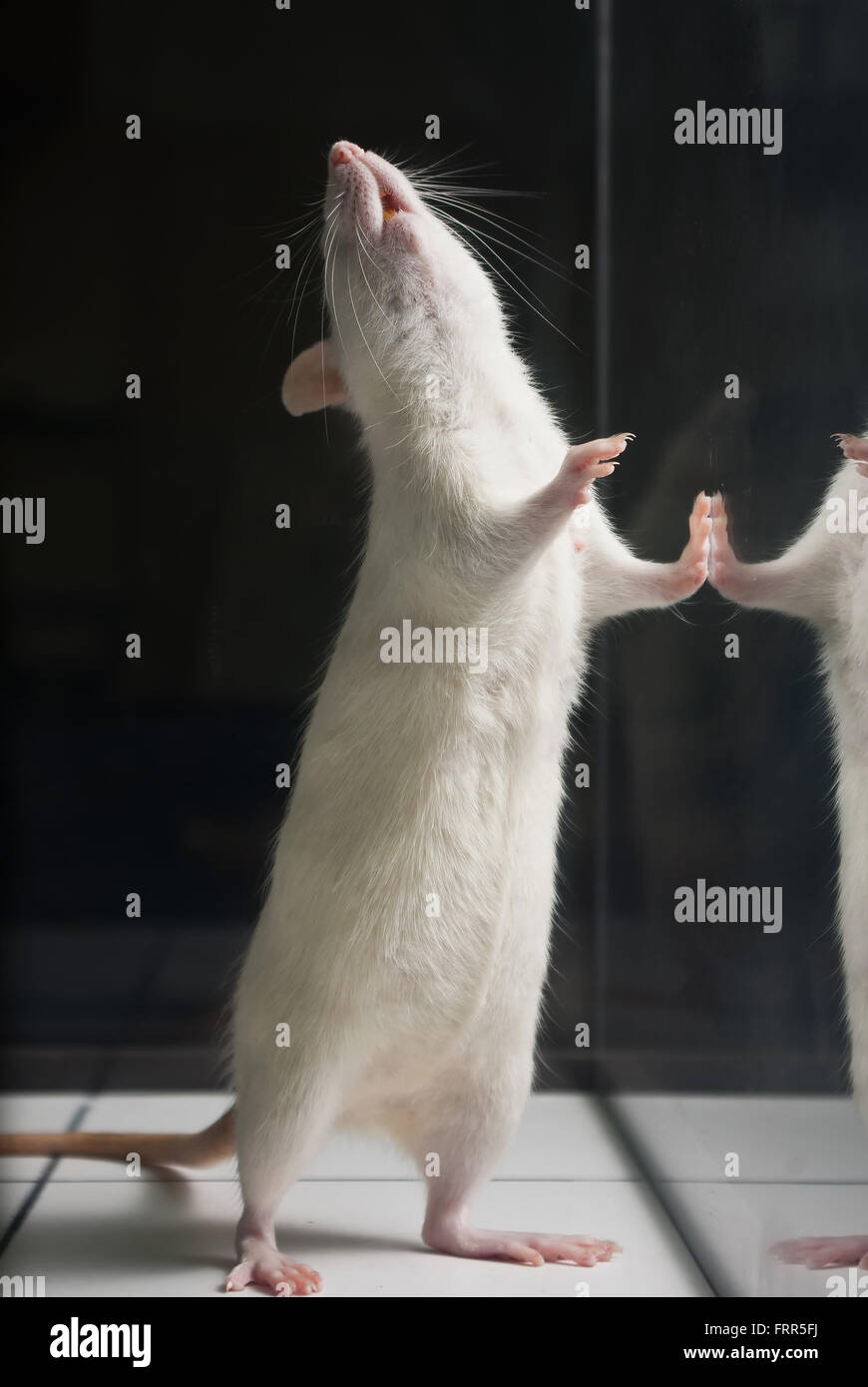 white (albino) laboratory rat standing on two feet on board during ...
